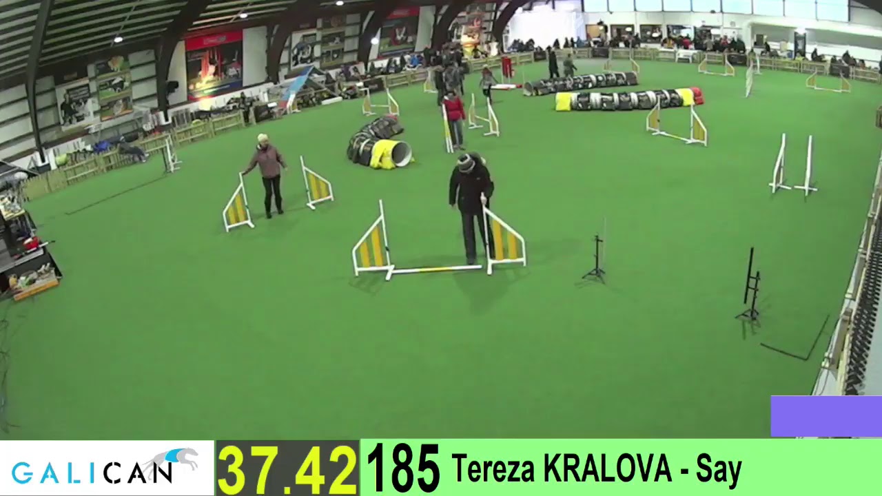Gold Rush Competition Individual Agility Small&Medium - YouTube