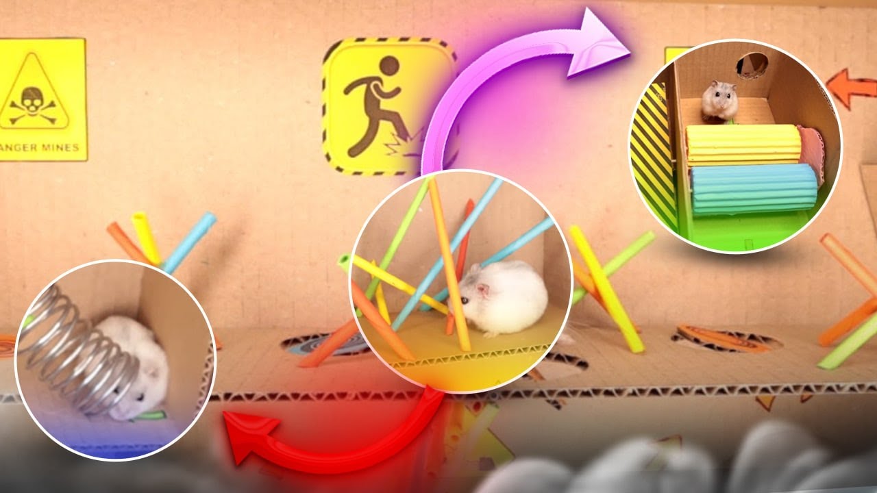 Hamster in the maze. Compilation #1 - YouTube