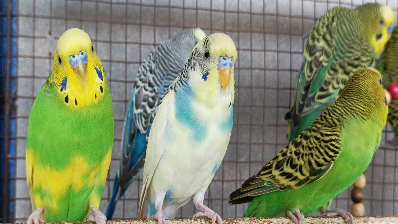 Happy Singing of Cute Parakeet Budgie Birds 12 Hr , Listen to Nature ...
