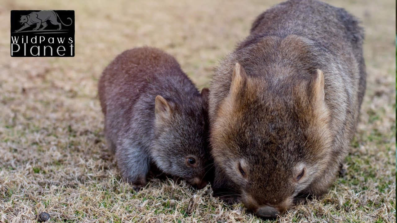 Wombat Wonders: Unearthing Australia's Beloved Burrowers - YouTube