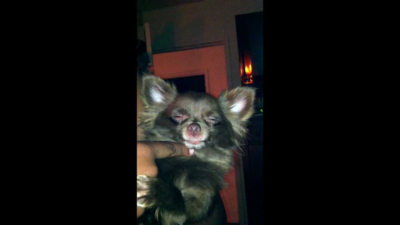 Cute Demon Dog - YouTube