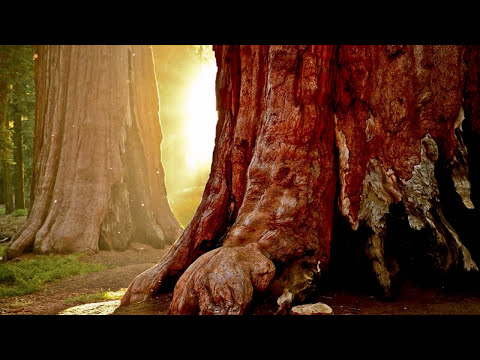 ☯Wise Hand-Manschoud  ☯ Relaxing - Wellness (Chillout-Chilstep)