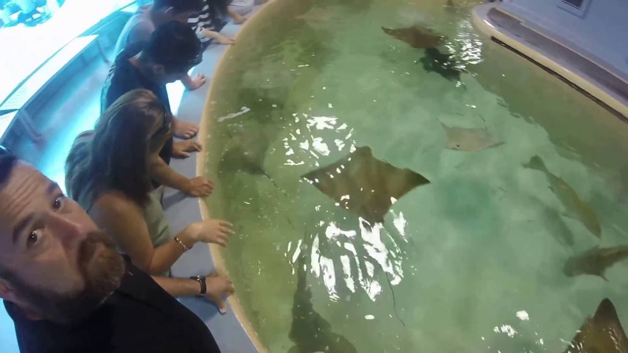 Tocando mantarrayas por primera vez en el Acuario de Houston - YouTube