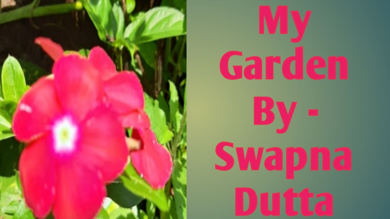 English poem for kids# My garden by Swapna Dutta# Dazzlling Splendour # ...