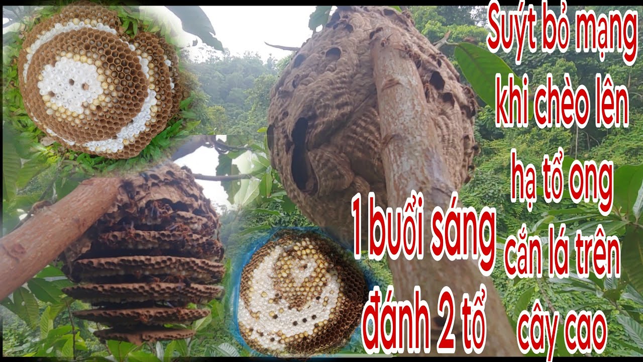 Trượt guốc suýt bỏ mạng khi chèo lên hạ tổ ong cắn lá ở cây cực cao quá ...