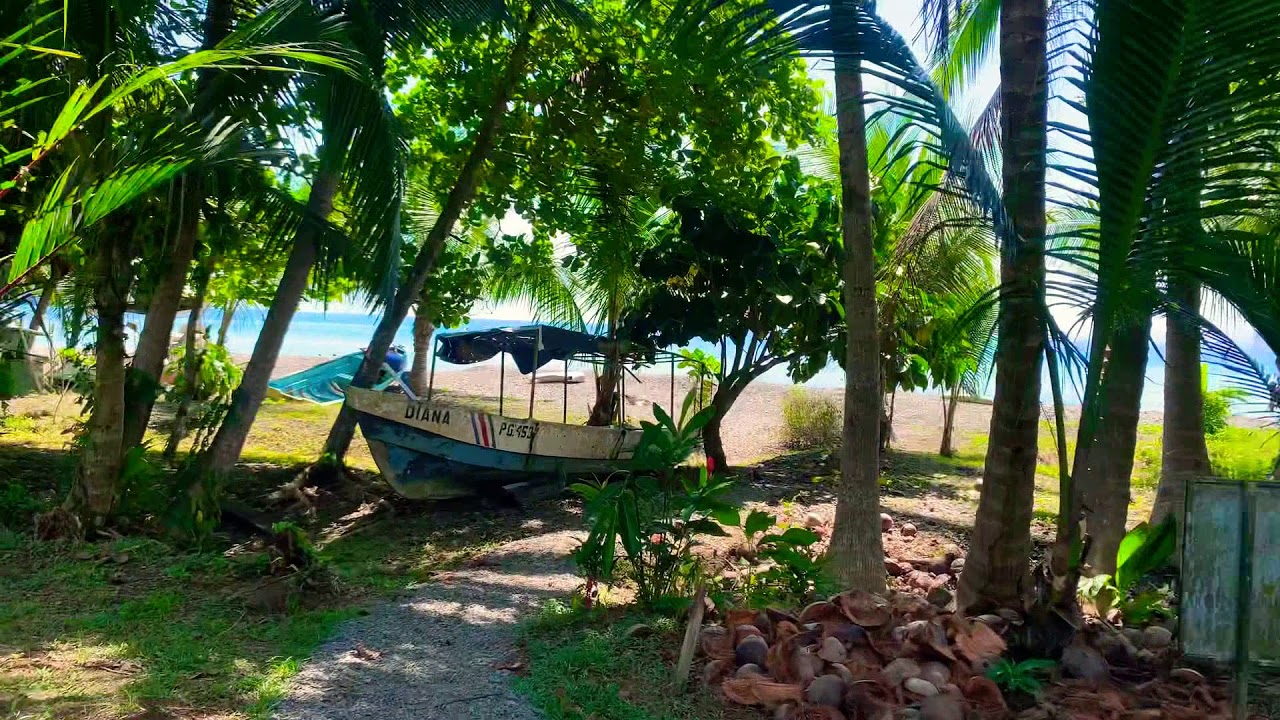 Walk To The Beach | Dolphin Quest Costa Rica - YouTube