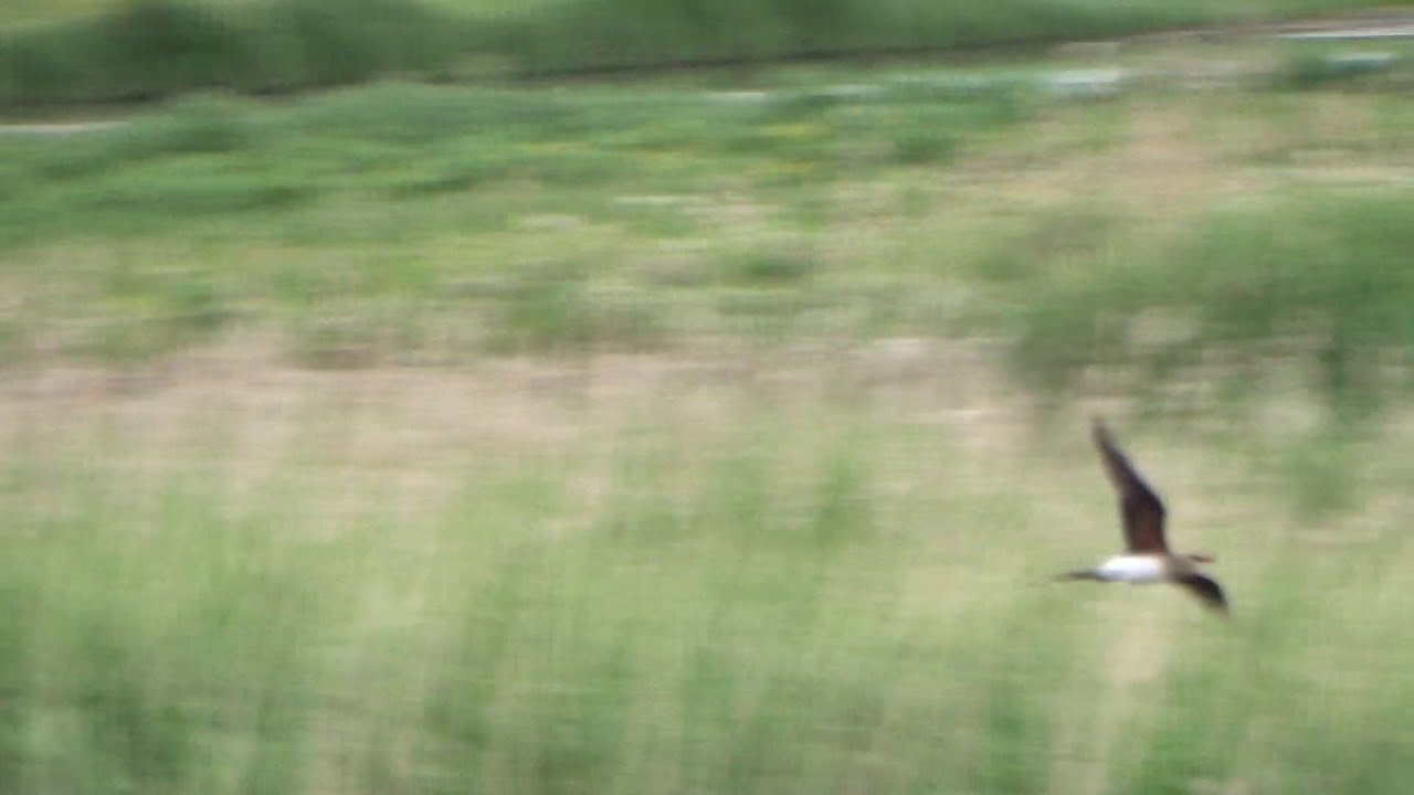 FLIGHT of the PRATINCOLE ~ Collared Pratincole (Glareola pratincola ...