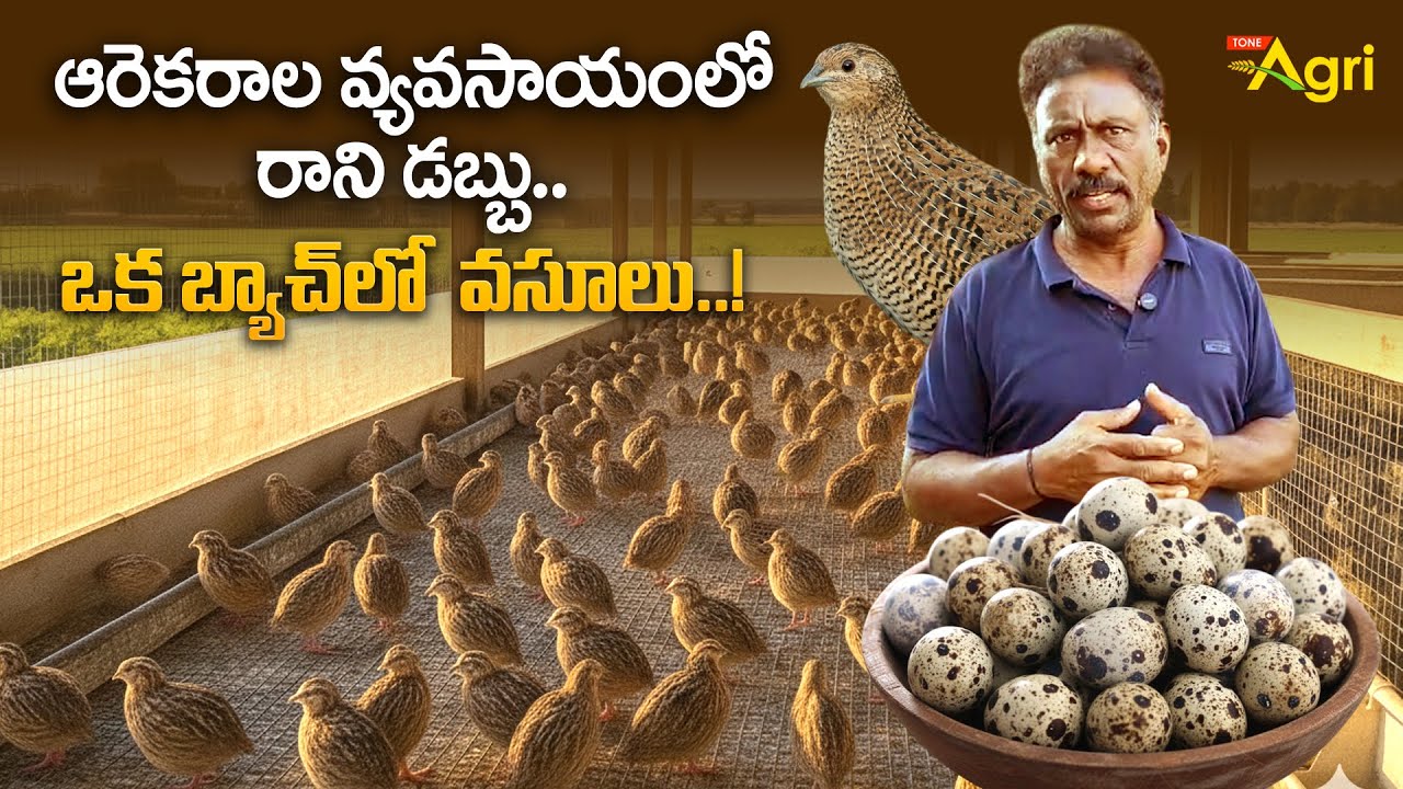 Quail Birds, Kouju Pitta Farming | ఆరెకరాల వ్యవసాయంలో రాని డబ్బు.. ఒక ...