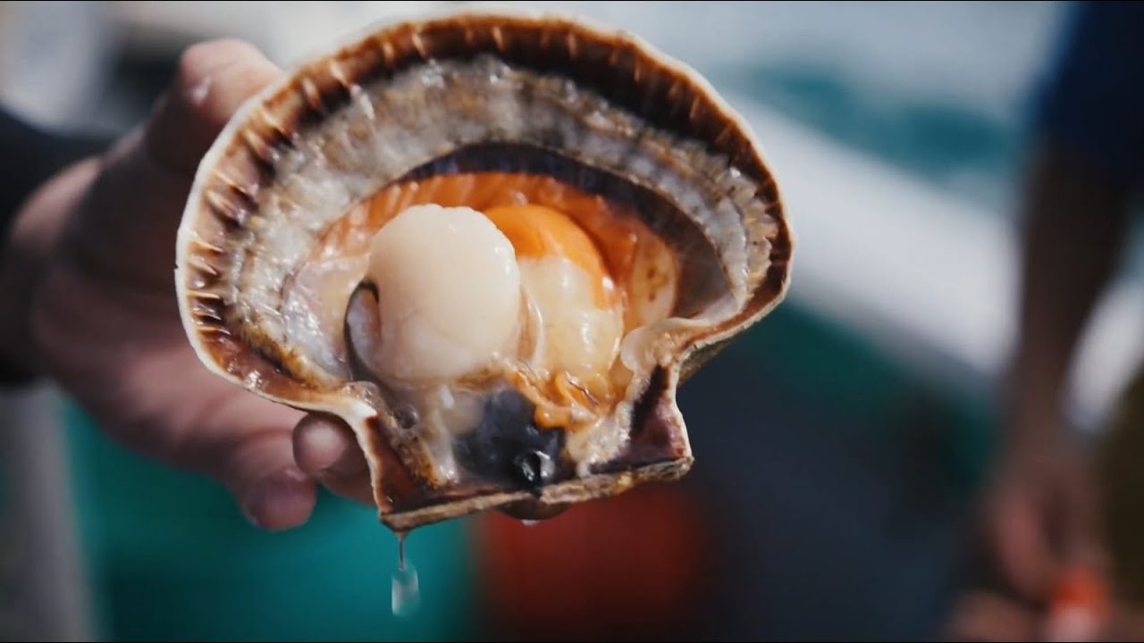 SCALLOPS! Did you know this about them!? (England: The South West Coast ...