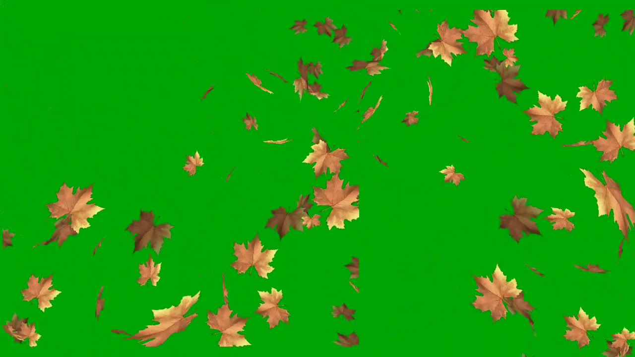 AUTUMN LEAVES FALLING FREE to USE GREEN SCREEN(2) - YouTube