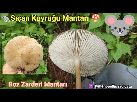 Sıçan Kuyruğu Mantarı (Hymenopellis radicata) Boz Zarderi Mantarı,deep root mushroom,rooting shank