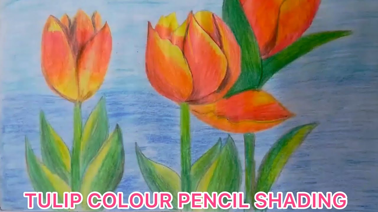🌷 Tulip Shading - YouTube