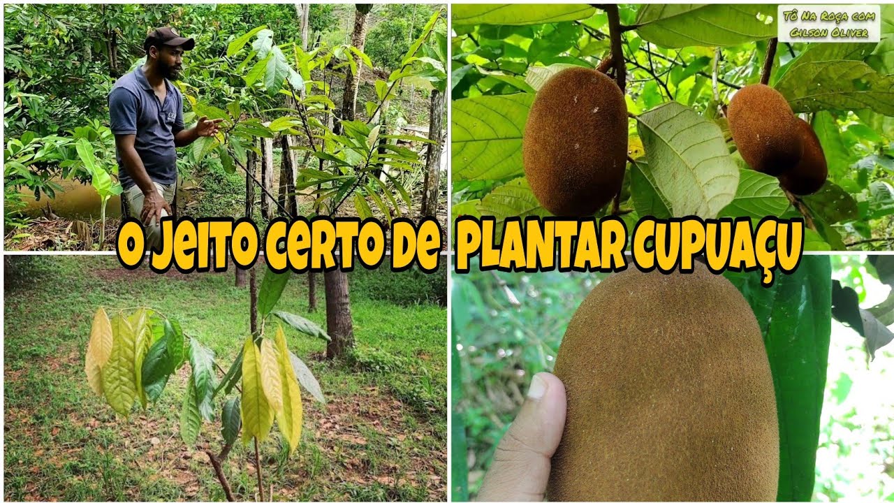 Mudas De Cupuaçu Enxertadas - RETOEDU