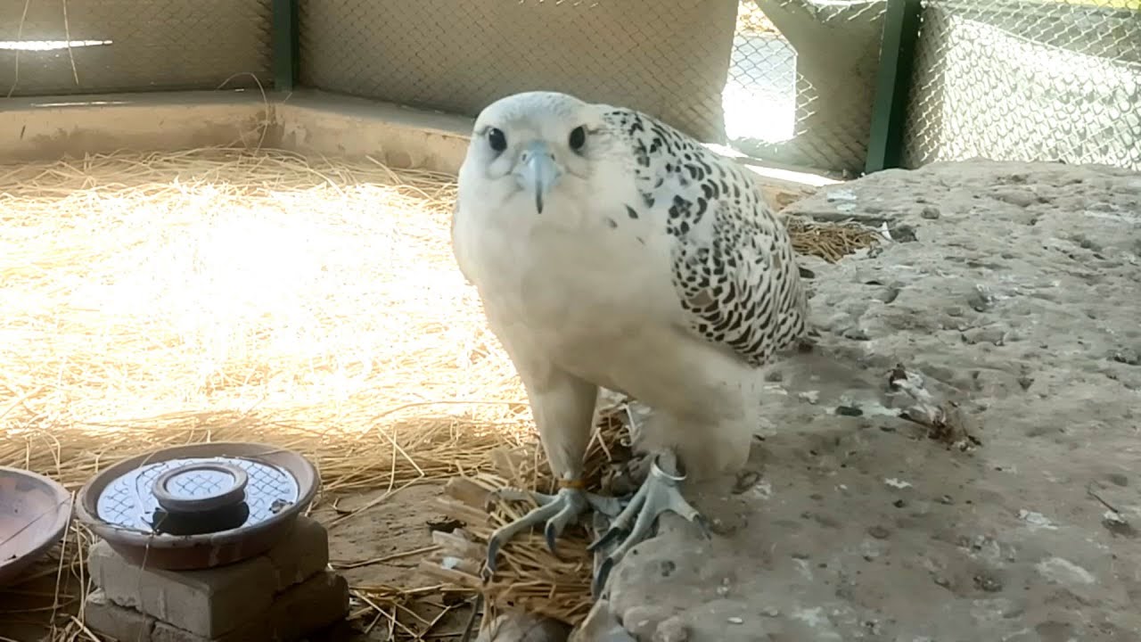 Rare White Eagle - YouTube