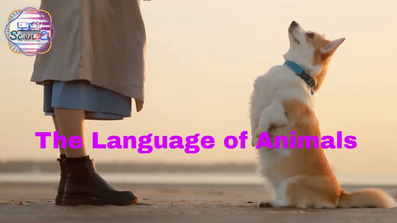 The Language of Animals: Inter-Species Communication - YouTube