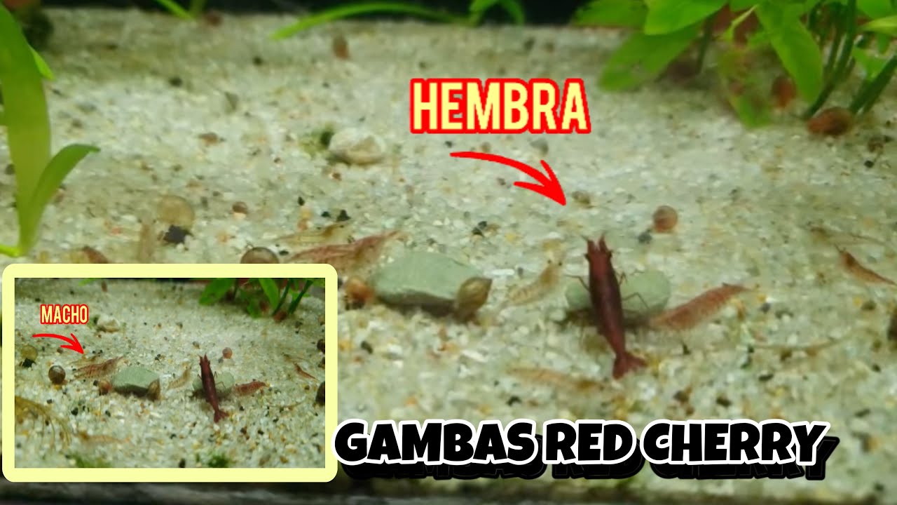 REPRODUCCIÓN DE GAMBAS RED CHERRY - YouTube