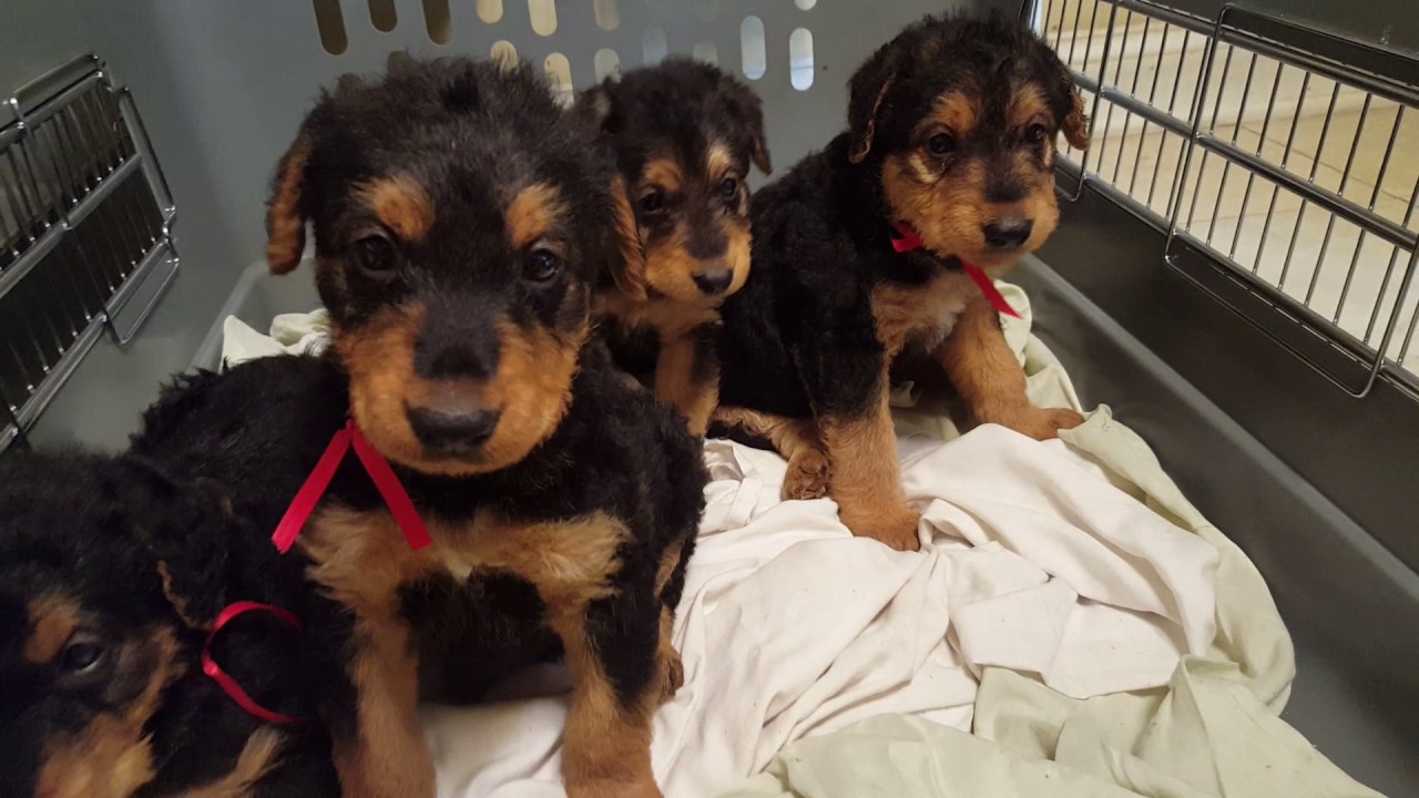 Airedale Terrier Puppies for Sale Video - S & S Family Airedales ...