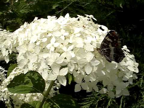Butterflies on Hydrangea in our garden^^ - YouTube
