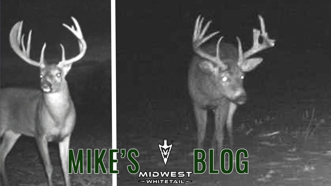 Small Farm Giant Buck, Name Contest Reveal | Mike's Blog - YouTube