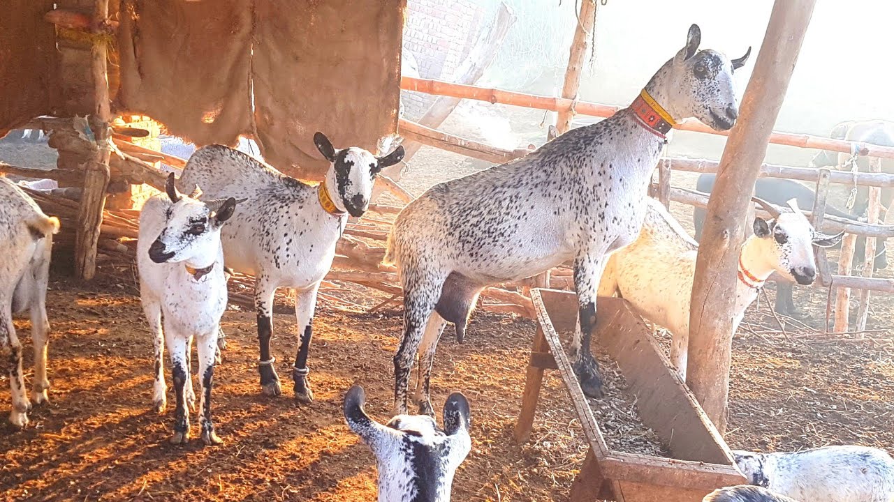 Bari Goat Breed |Documentary - YouTube