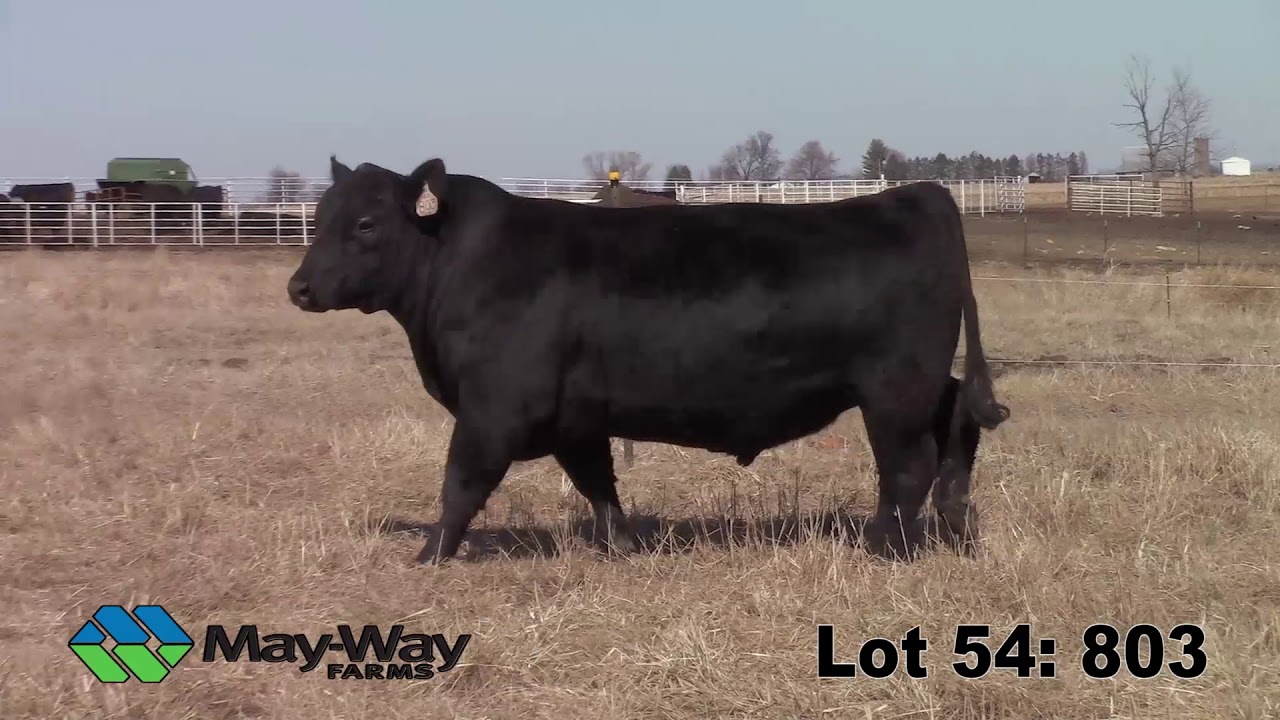 May Way Farms Lot 54 - YouTube