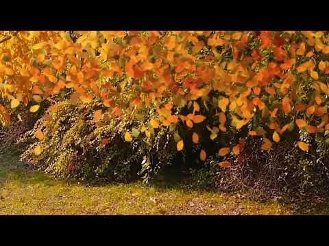 Payiz fesli packshot