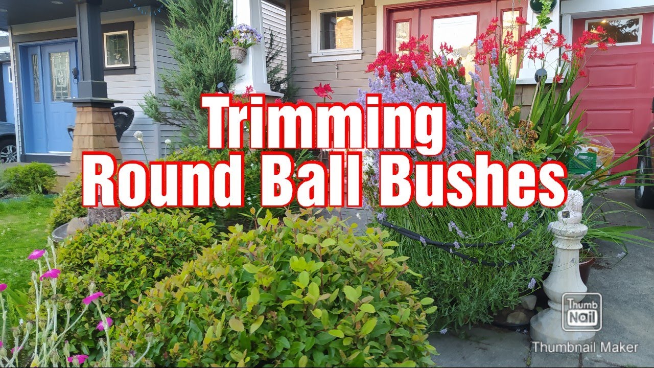 Autumn Seasons ,Trimming Round Ball Bushes & other Plants like a Pro ...