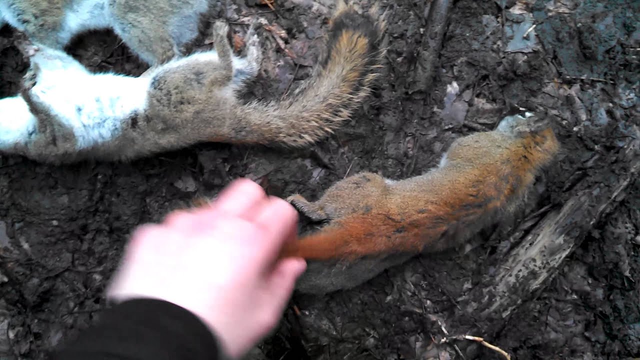 Red squirrel hunt - YouTube