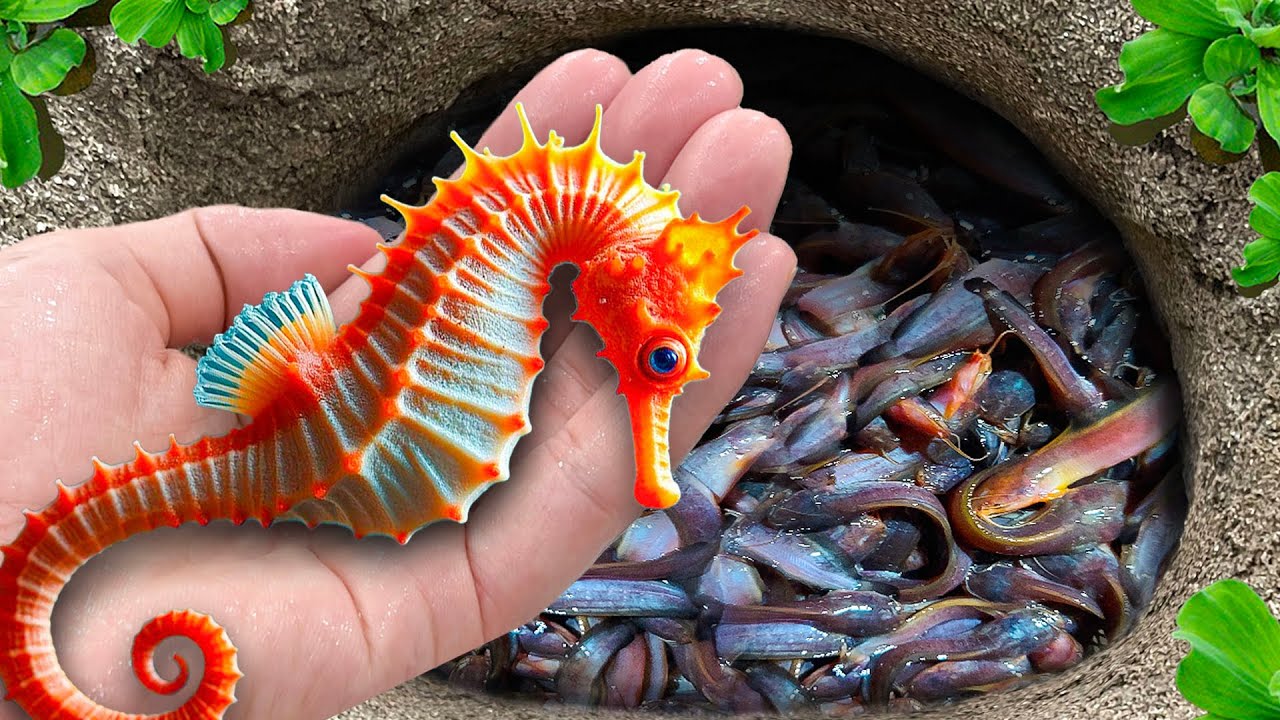 Catching Most Beautiful SEA HORSE, AQUARIUM FISH, Clownfish, Betta Fish ...