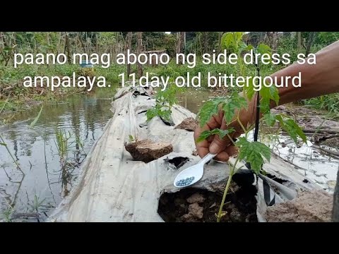 how to apply fertilizer side dress method in bittergourd. - YouTube