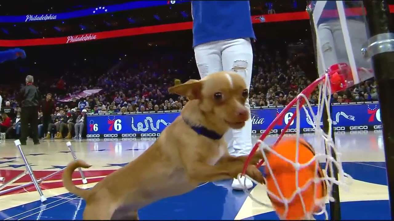 A dog DUNKS at the 76ers vs Magic game!! - YouTube