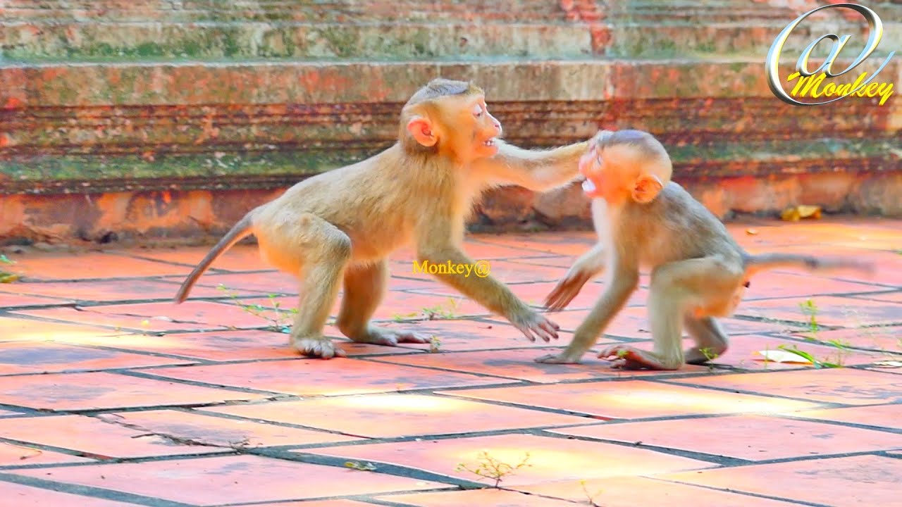 Good brother..! SARO is very brave to protect Baby SABA from the baby ...