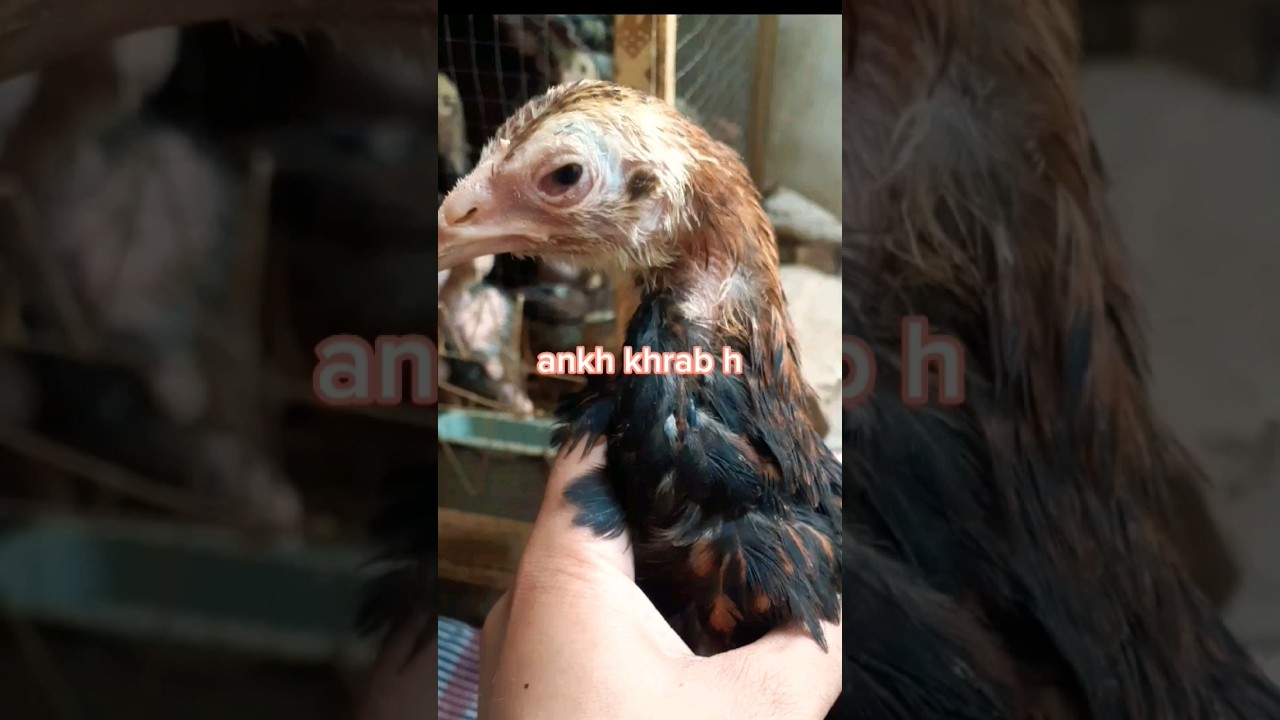 جانور کی آنکھ خراب ہو جائے تو 🤔 کیسے علاج کریں #aseel #pets # ...