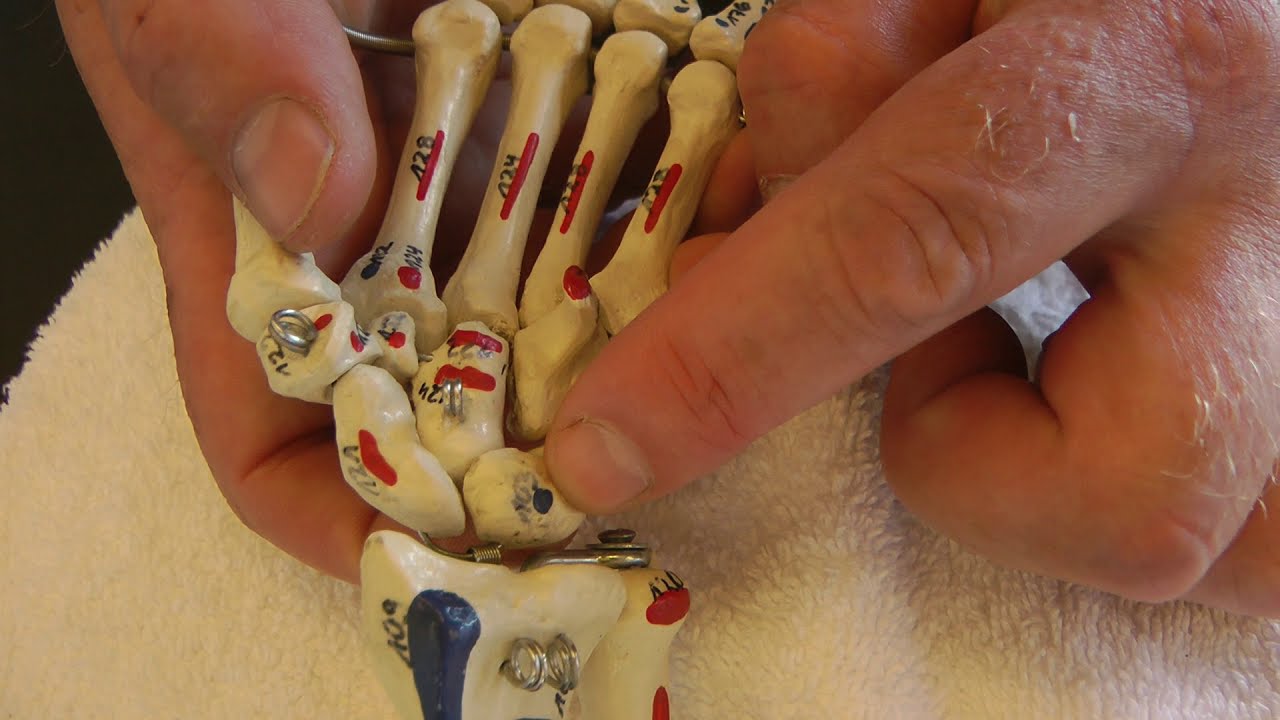 Carpal bone palpation and review of anatomy - YouTube