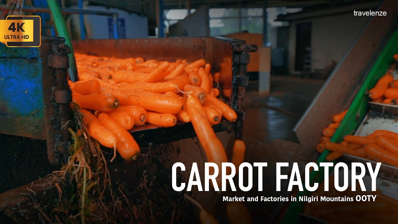 CARROT FACTORY & OOTY MARKET | The Hidden World of Carrot Production & Ooty Market | 4K ...