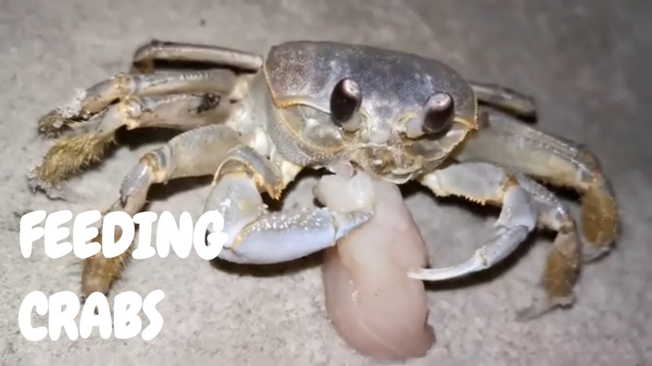 FEEDING CRABS WITH CHICKEN | PADRE ISLAND BEACH, TX | Padre Island ...