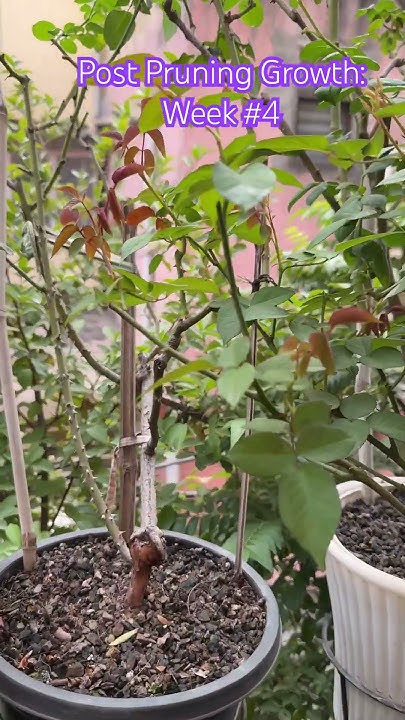 Post Pruning Growth in Roses: After 3 Weeks #garden #gulab #rose #pruning - YouTube