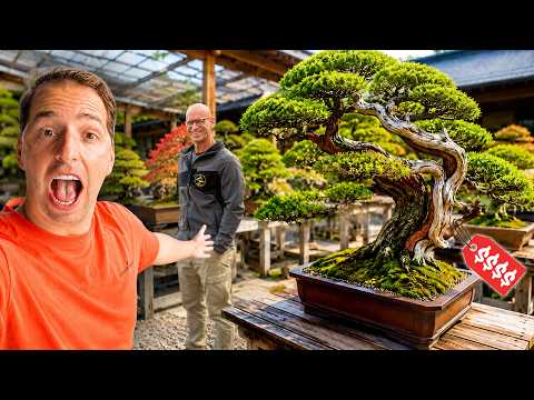 Visiting A Japanese Bonsai Nursery in the Netherlands (Amazing Koi Pond)