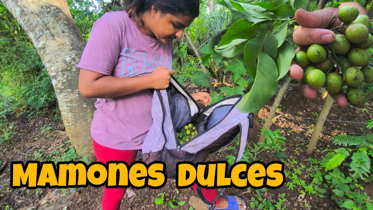 MAMONES SALVADOREÑOS TEMPORADA QUE DELICIA DEL CAMPO - YouTube