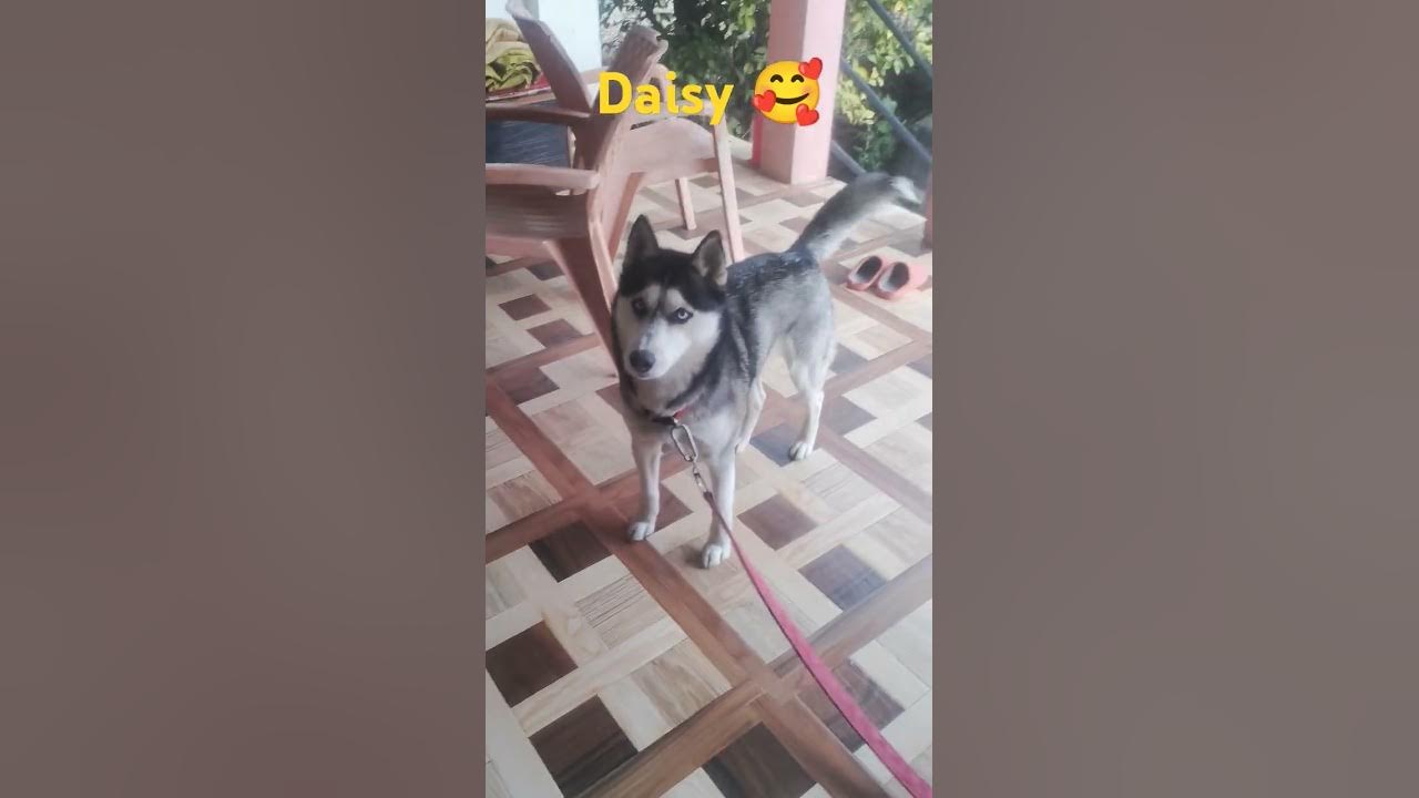 Daisy 🥰#shorts #shortvideo #youtubeshorts #daisy #husky #trending - YouTube