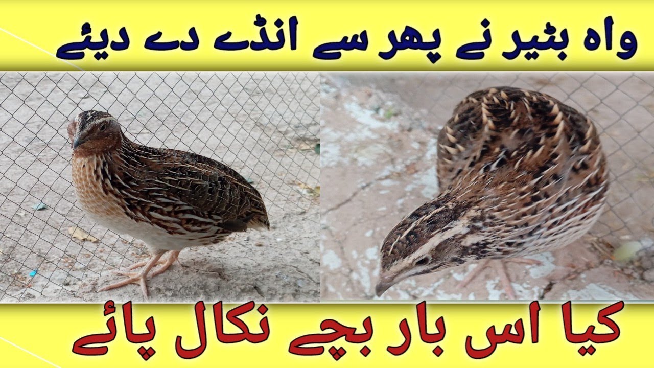 The Quails Laid Eggs Again | The Quail Hunter Band | The Quail 2024 ...
