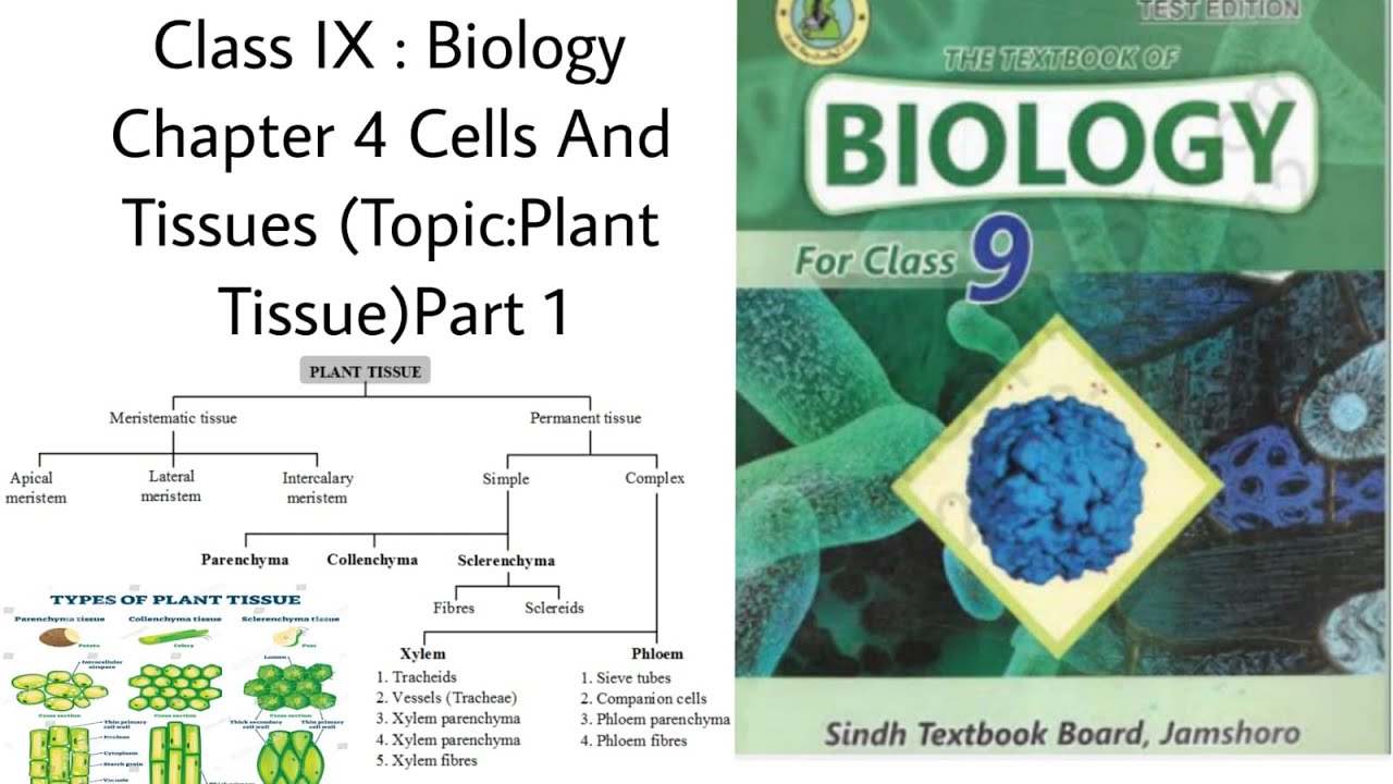 Class ix Biology Chapter#4 Cells And Tissues(Topic:Plant Tissue And Its ...