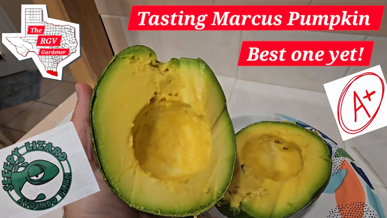 Tasting Marcus Pumpkin Avocado from Sleepy Lizard 🍴 || The RGV Gardener ...