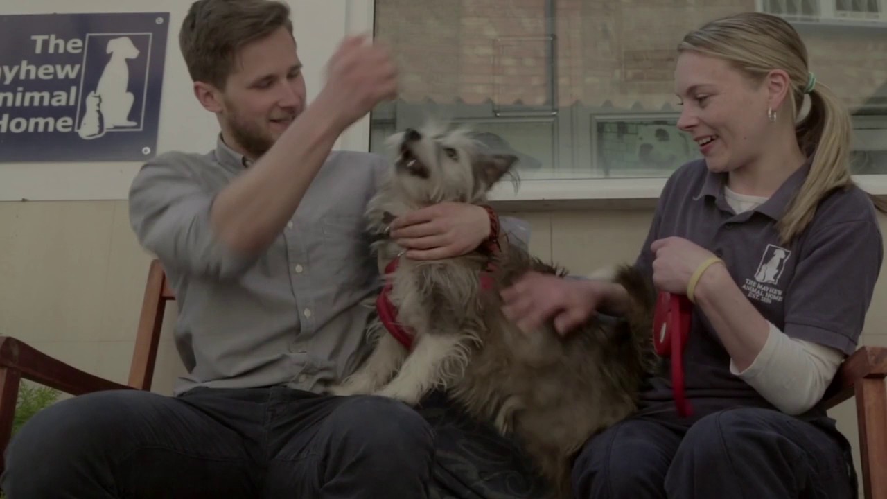 Mayhew Animal Home (MA Student Work) - YouTube