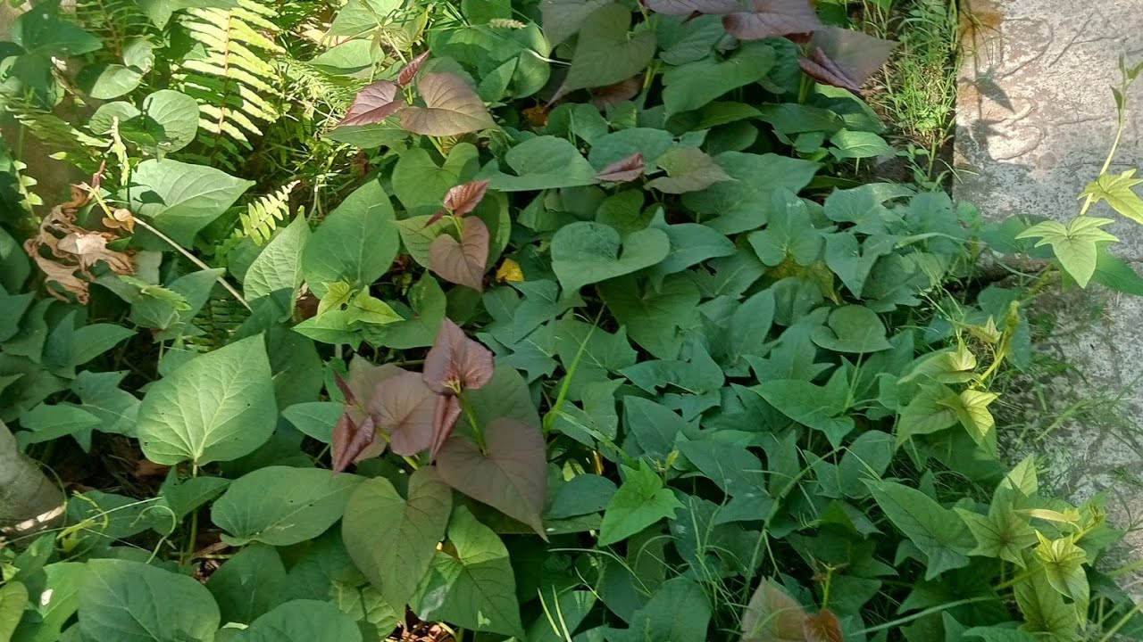 #mga tanom - YouTube