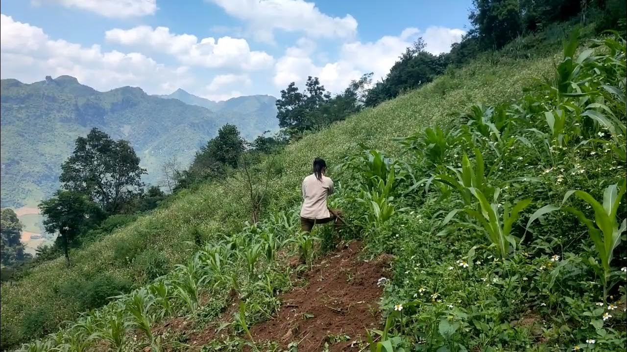 hnub no wb ib niam txiv mus ua teb fab heev li os - YouTube