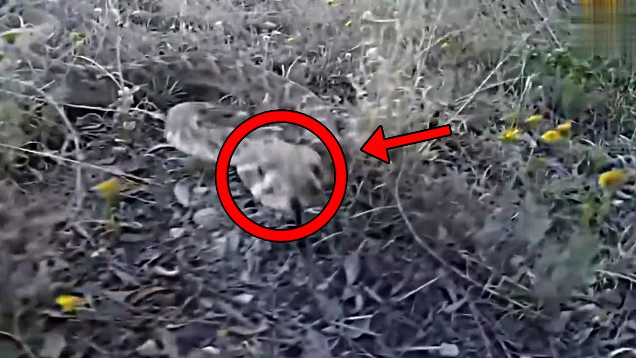 this snake attacked this man who was filming it | wild animal attack ...