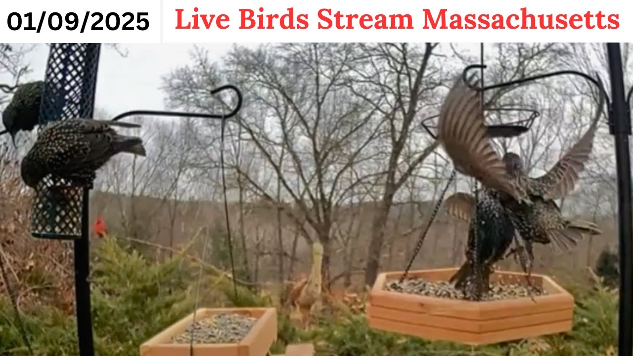 Live Bird Feeder Cam | Watch Birds Up Close 4k in Western Massachusetts ...