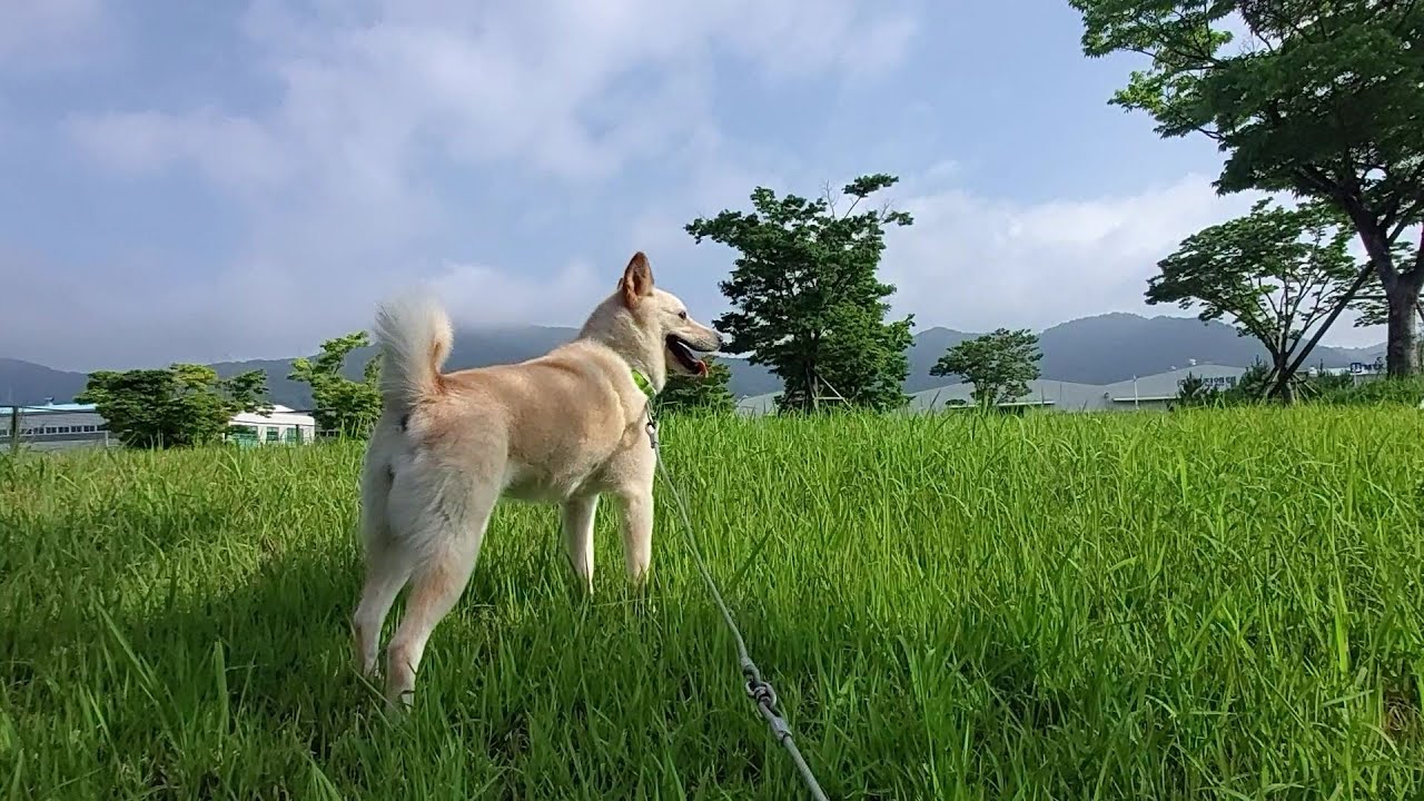 공장에서 살다 아침 산책 나와 언덕에 오르니 호연지기를 키우는 공장 진돗개 L 하늘은 높고 구름은 크고 개는 잘 생겼다 L 공장 진돗개의 무더운 아침 산책 ㅣ 폼 미쳤다