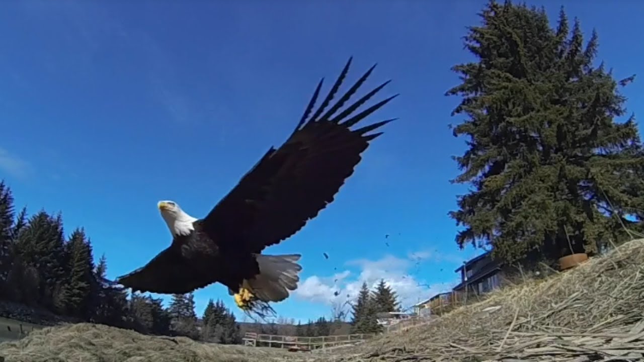 Amazing Eagle Flying - YouTube
